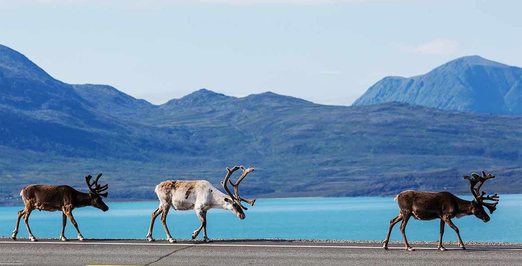 La magie de la Laponie finlandaise - Rovaniemi - Jusqu'à -70% | Voyage ...