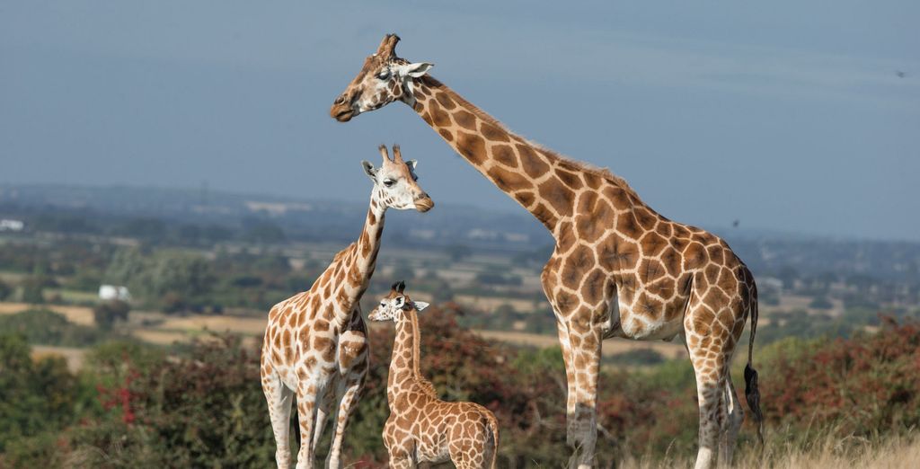 Port Lympne Hotel 4* - Hythe - Up to 70% off | Voyage Privé